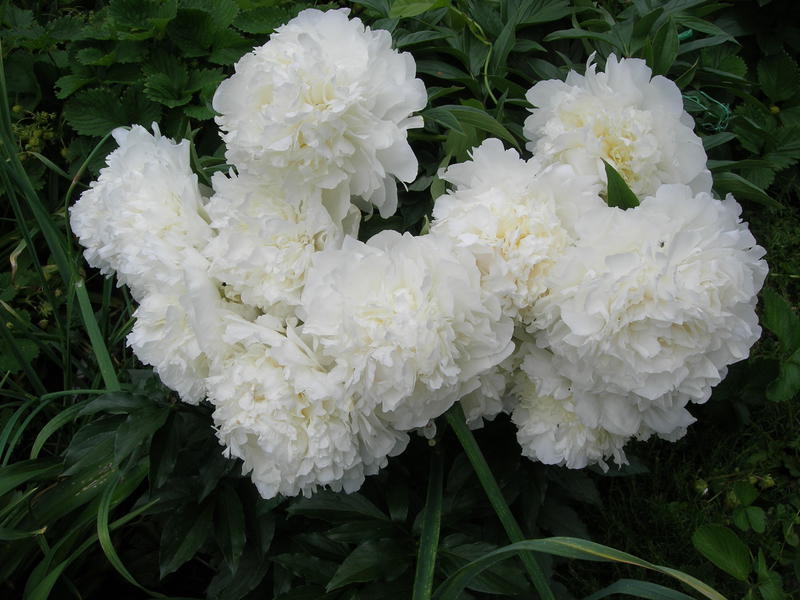 Pojeng Puffed Cotton